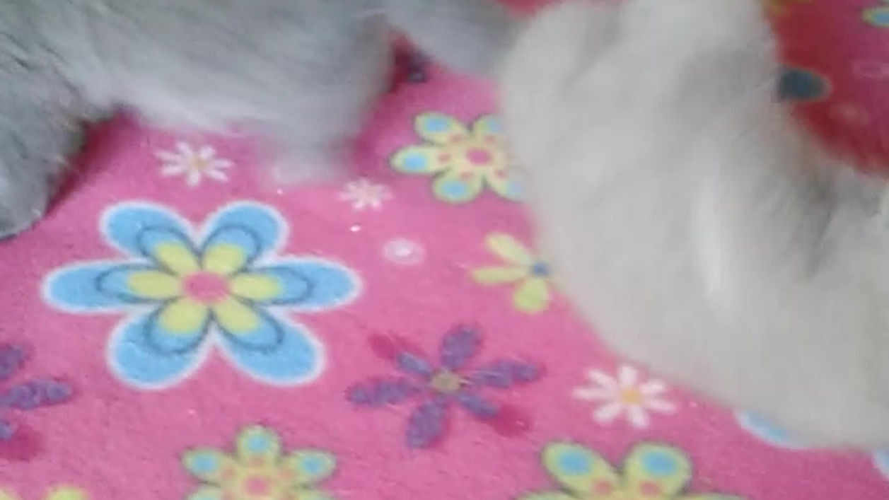 Gatitos en venta | misitio